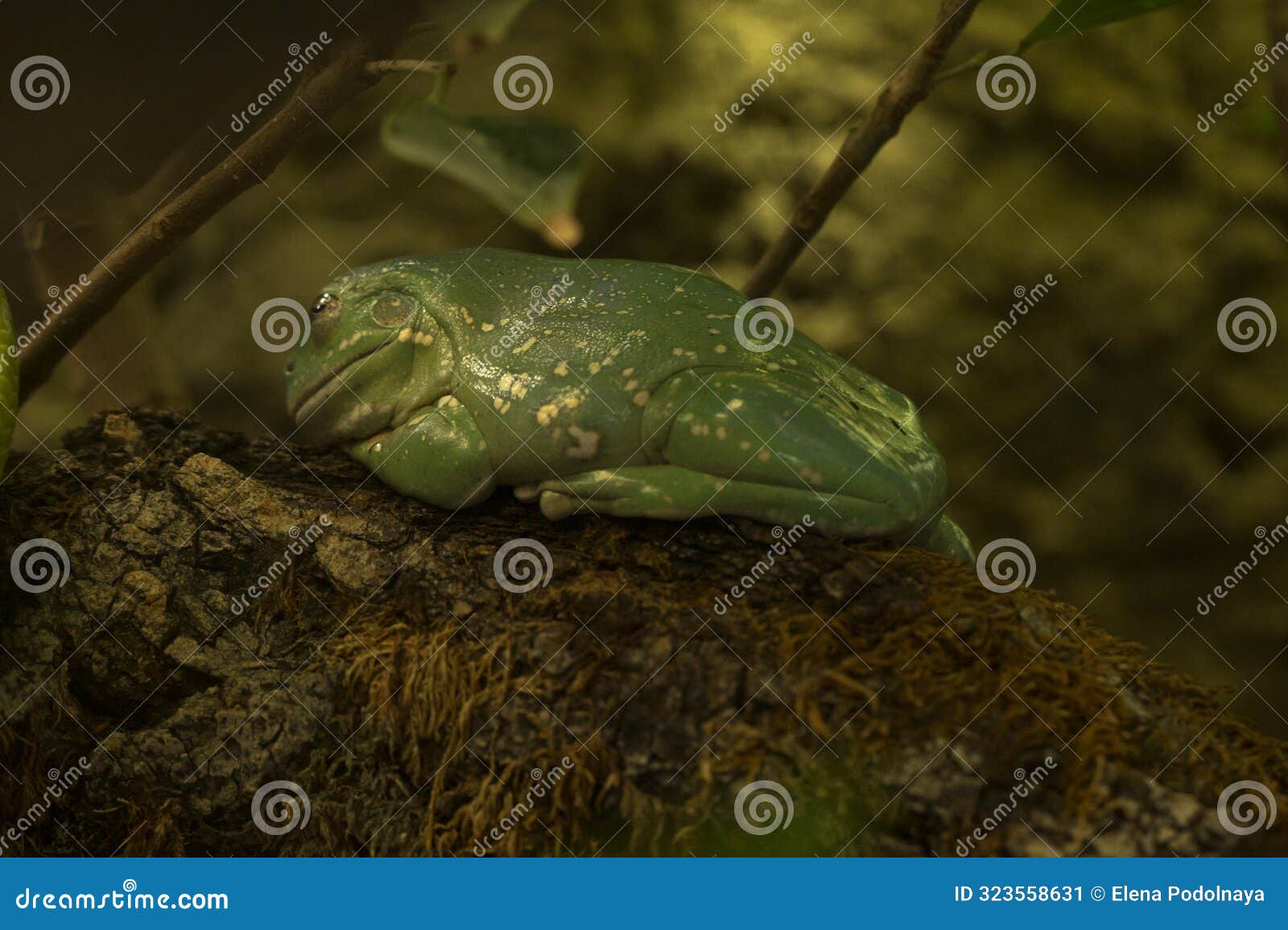 He Australian Green Tree Frog (Ranoidea Caerulea, Litoria Caerulea ...