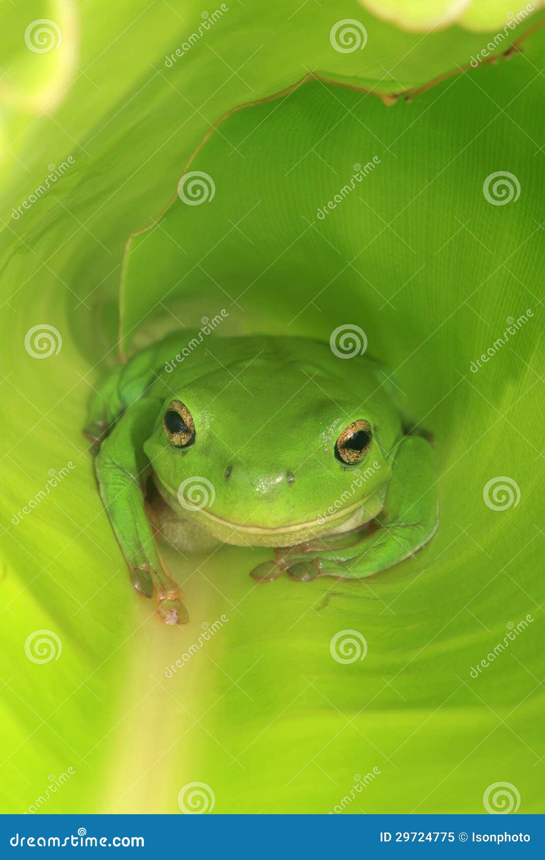 Sitting green frog stock image. Image of rainforest, wildlife - 29724775