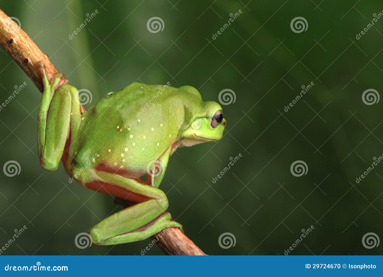 Green frog sitting on vine stock photo. Image of tropical - 29724670