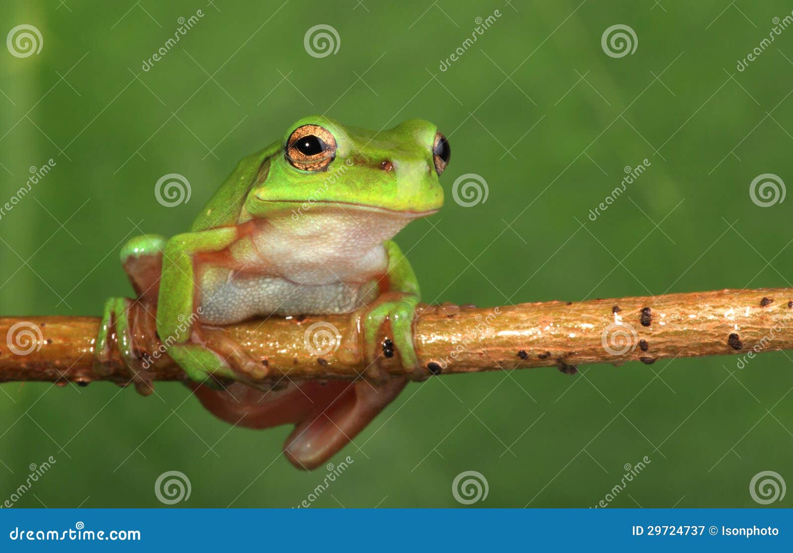 Green tree frog on vine stock image. Image of wildlife - 29724737