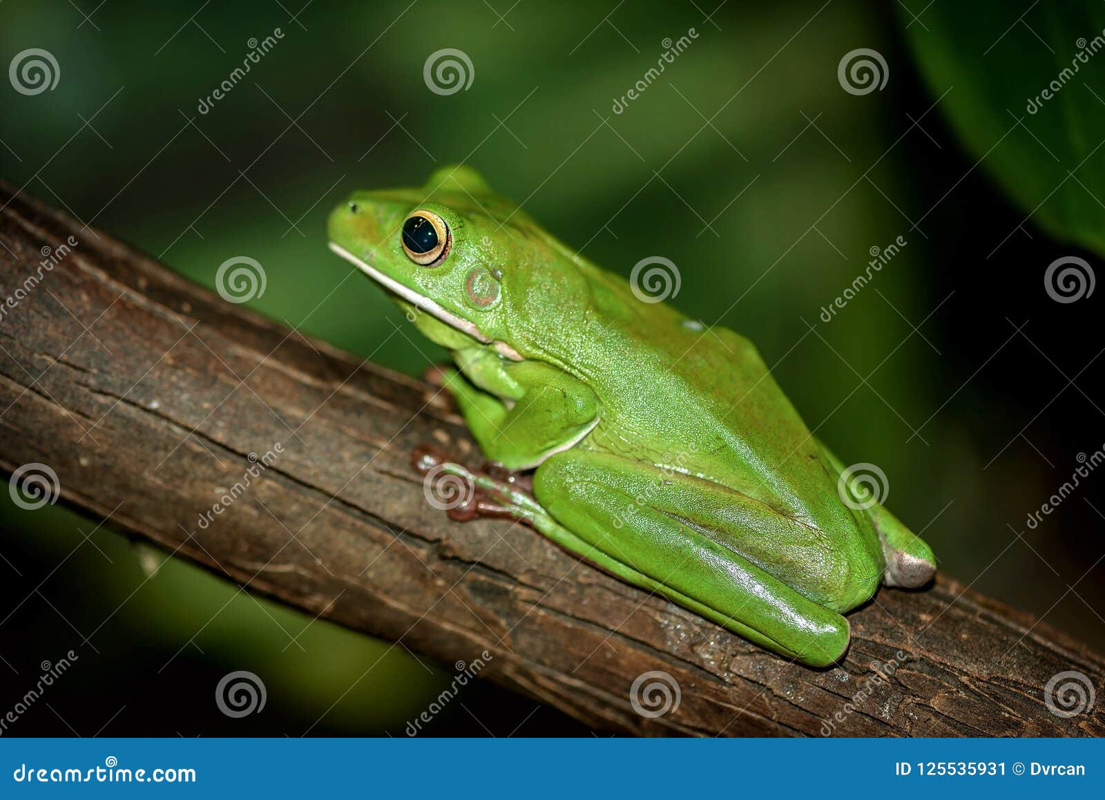 Australian Green Tree Frog in Sydney Stock Image - Image of rain, close ...