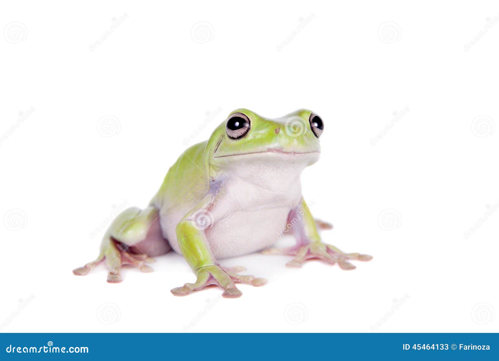 6,576 Tree Frog White Background Stock Photos - Free & Royalty-Free ...