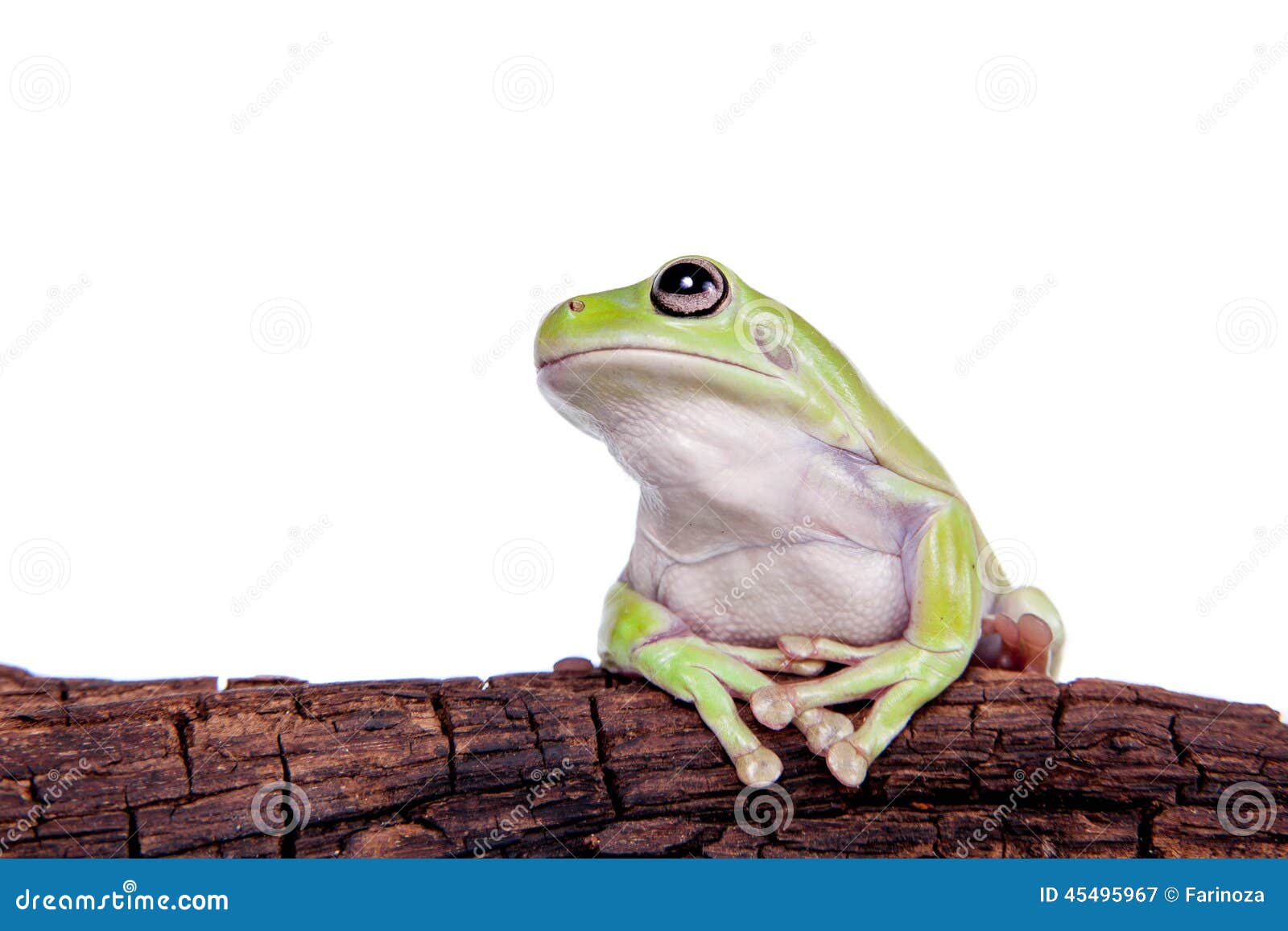 Australian Green Tree Frog on White Background Stock Image - Image of ...