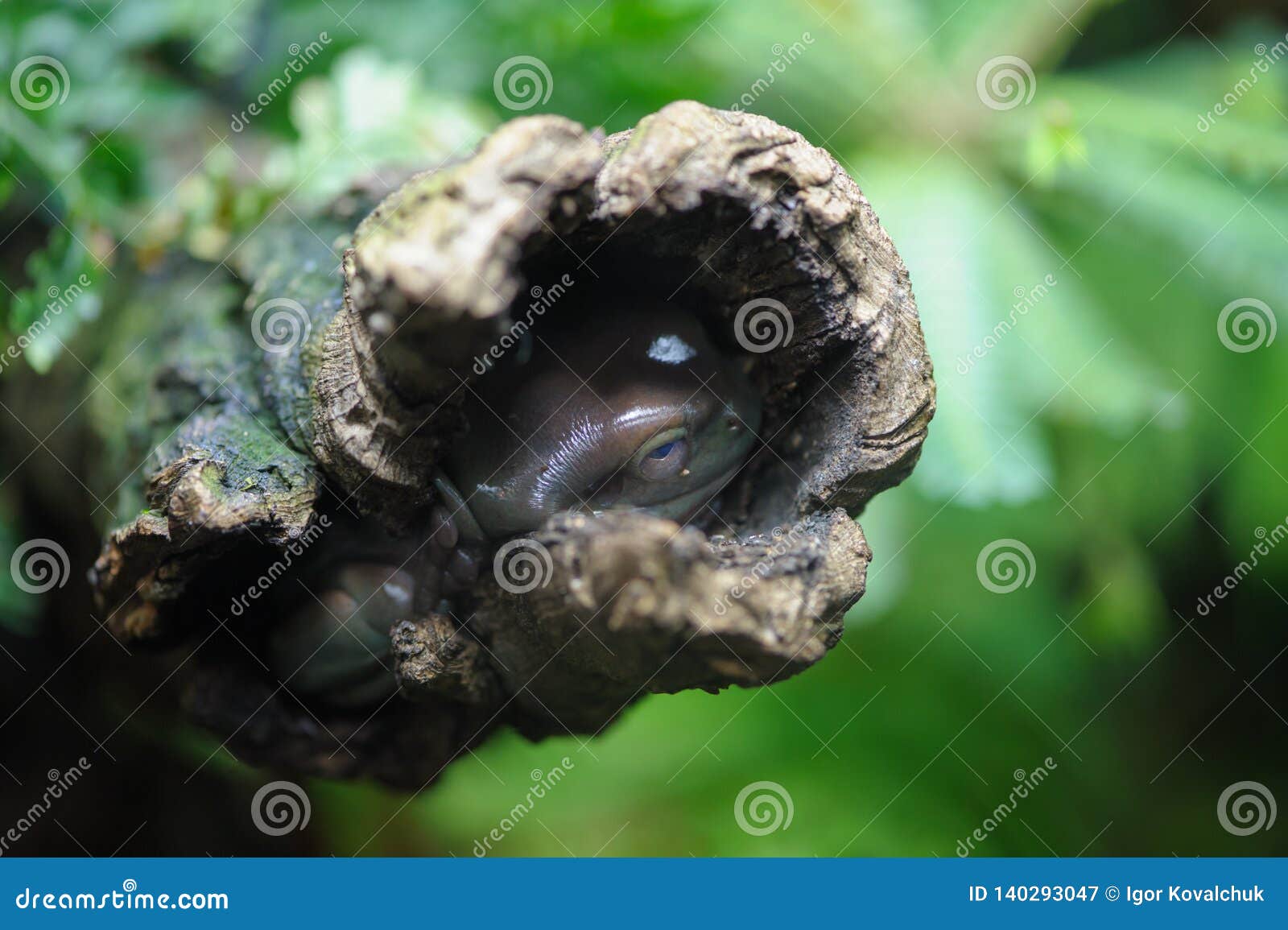 Australian green tree frog stock image. Image of funny - 140293047