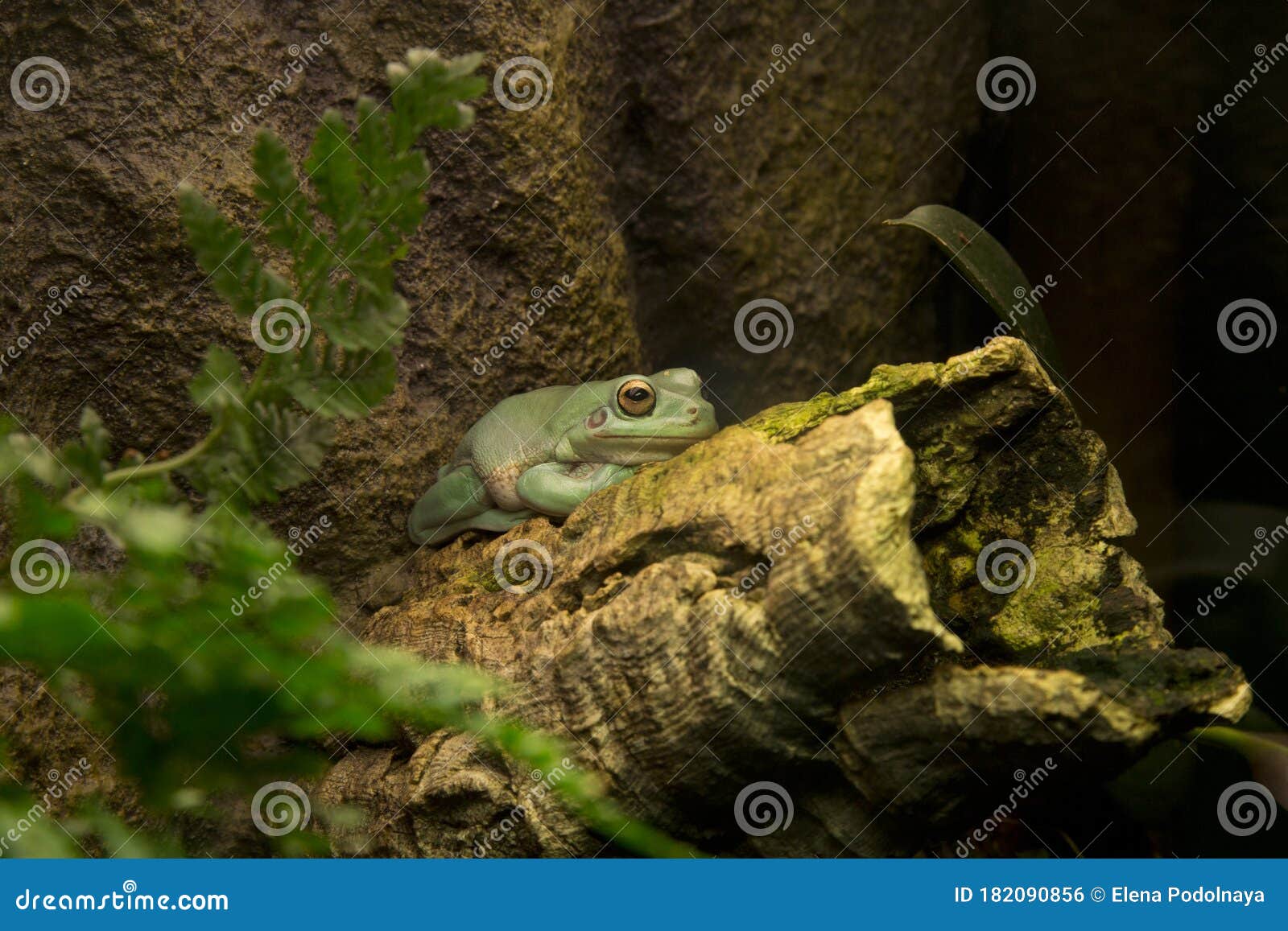 Australian Green Tree Frog, White`s Tree Frog, Dumpy Tree Frog Litoria ... Australian Green Tree Frog, White`s Tree Frog, Dumpy Tree Frog Litoria ...