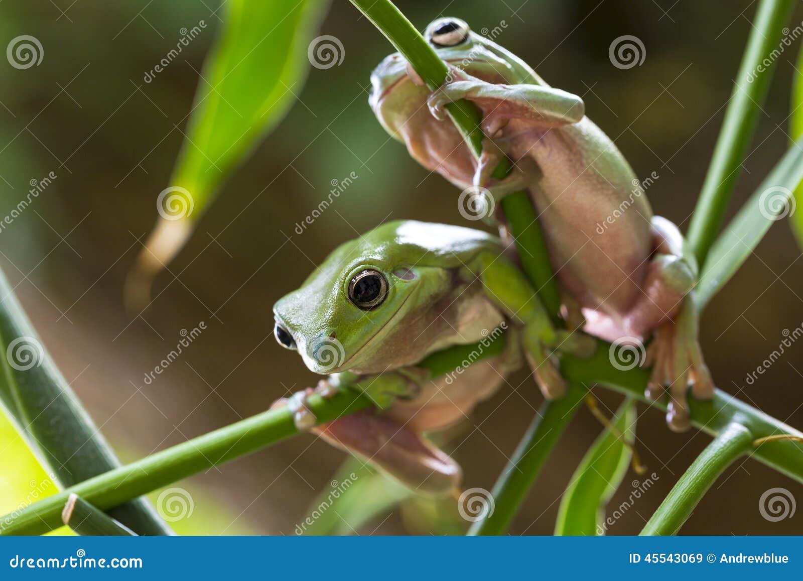 Australian Green Tree Frogs Stock Image - Image of animal, outdoors ...