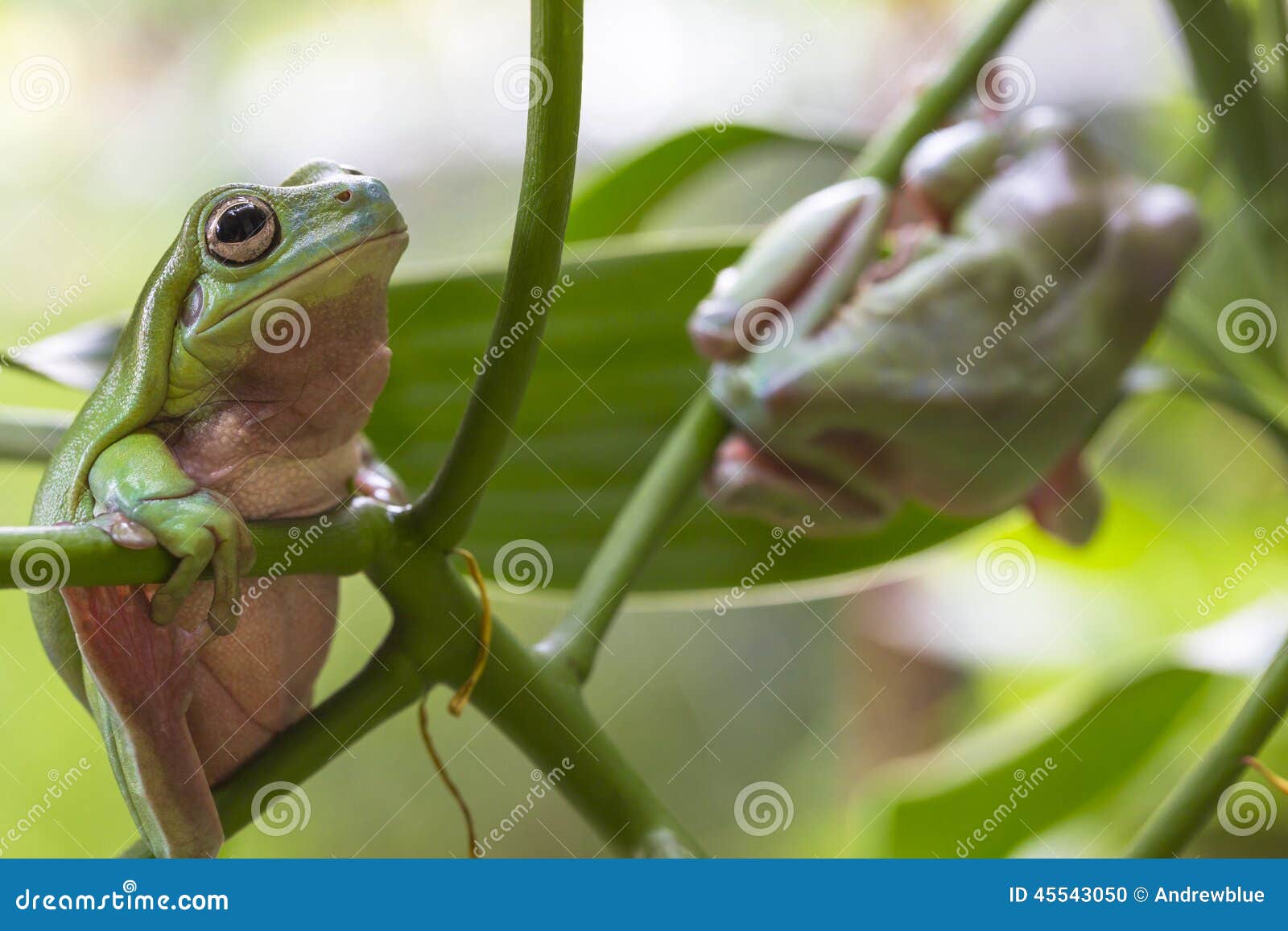 Australian Green Tree Frogs Stock Photo - Image of cute, forest: 45543050