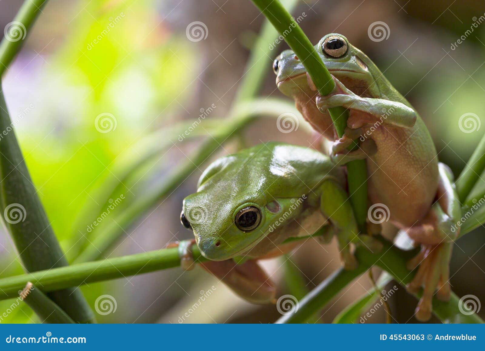 Australian Green Tree Frogs Stock Image - Image of macro, cute: 45543063