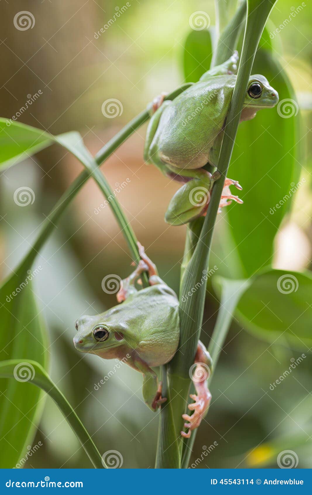 Australian Green Tree Frogs Stock Photo - Image of ecology, green: 45543114