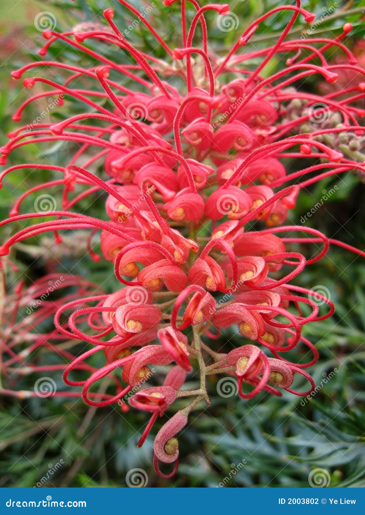 Australian Grevillea stock photo. Image of plant, garden - 2003802