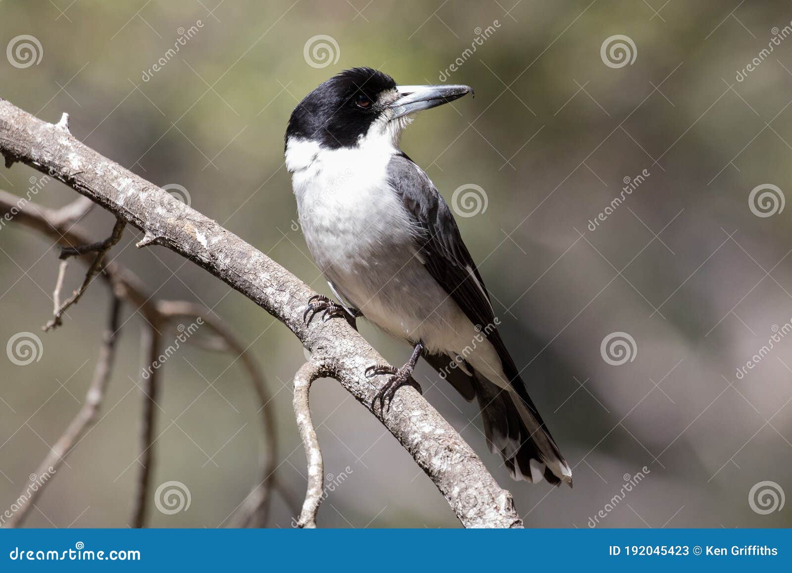 Grey Butcherbird - Cracticus Torquatus Is A Widely Distributed Species ...