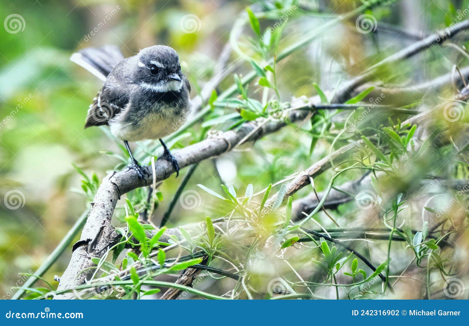 Australian Grey Fantail in Tree Sat on a Branch Stock Photo - Image of ...