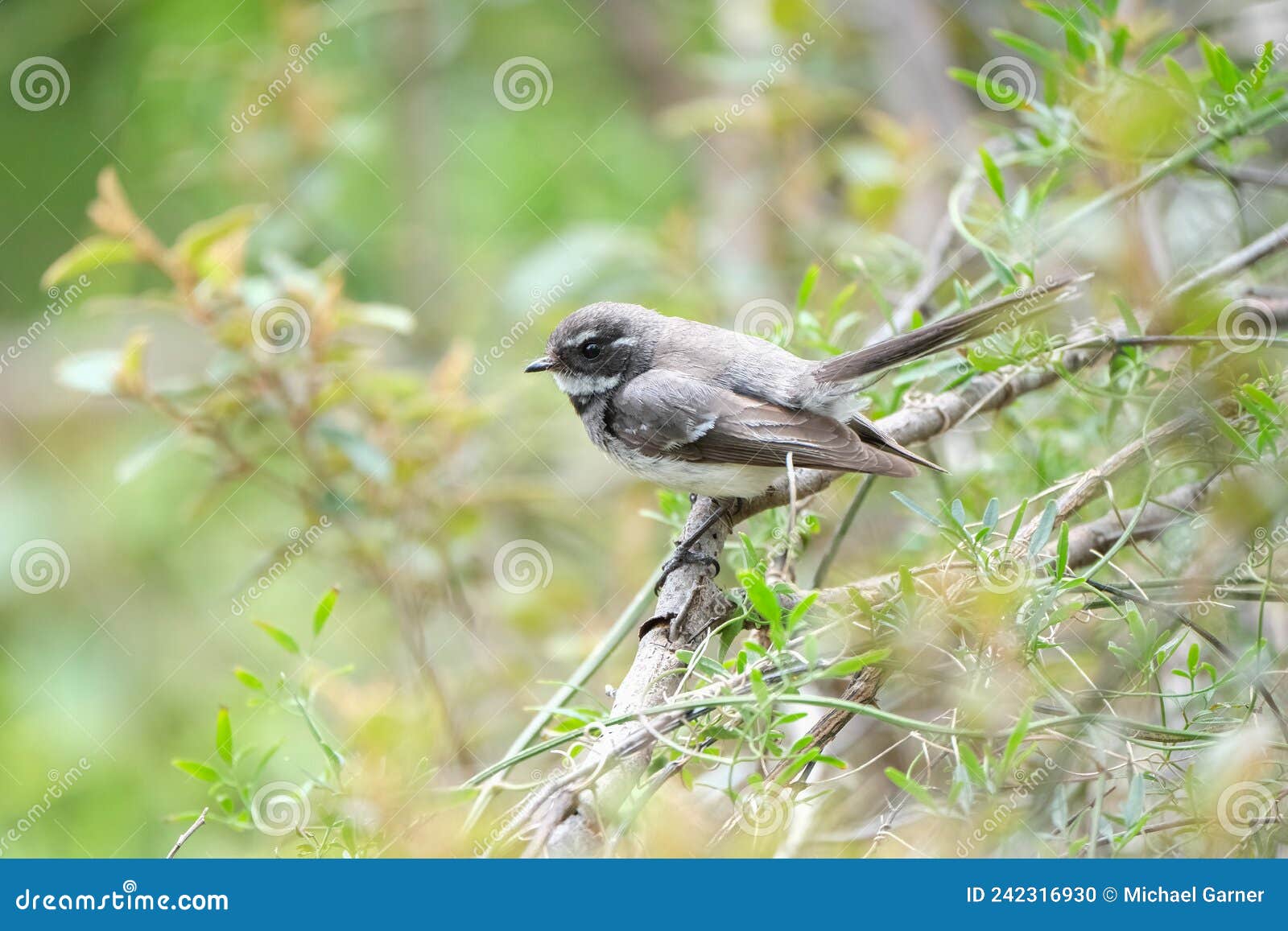 Australian Grey Fantail in Tree Sat on a Branch Stock Photo - Image of ...