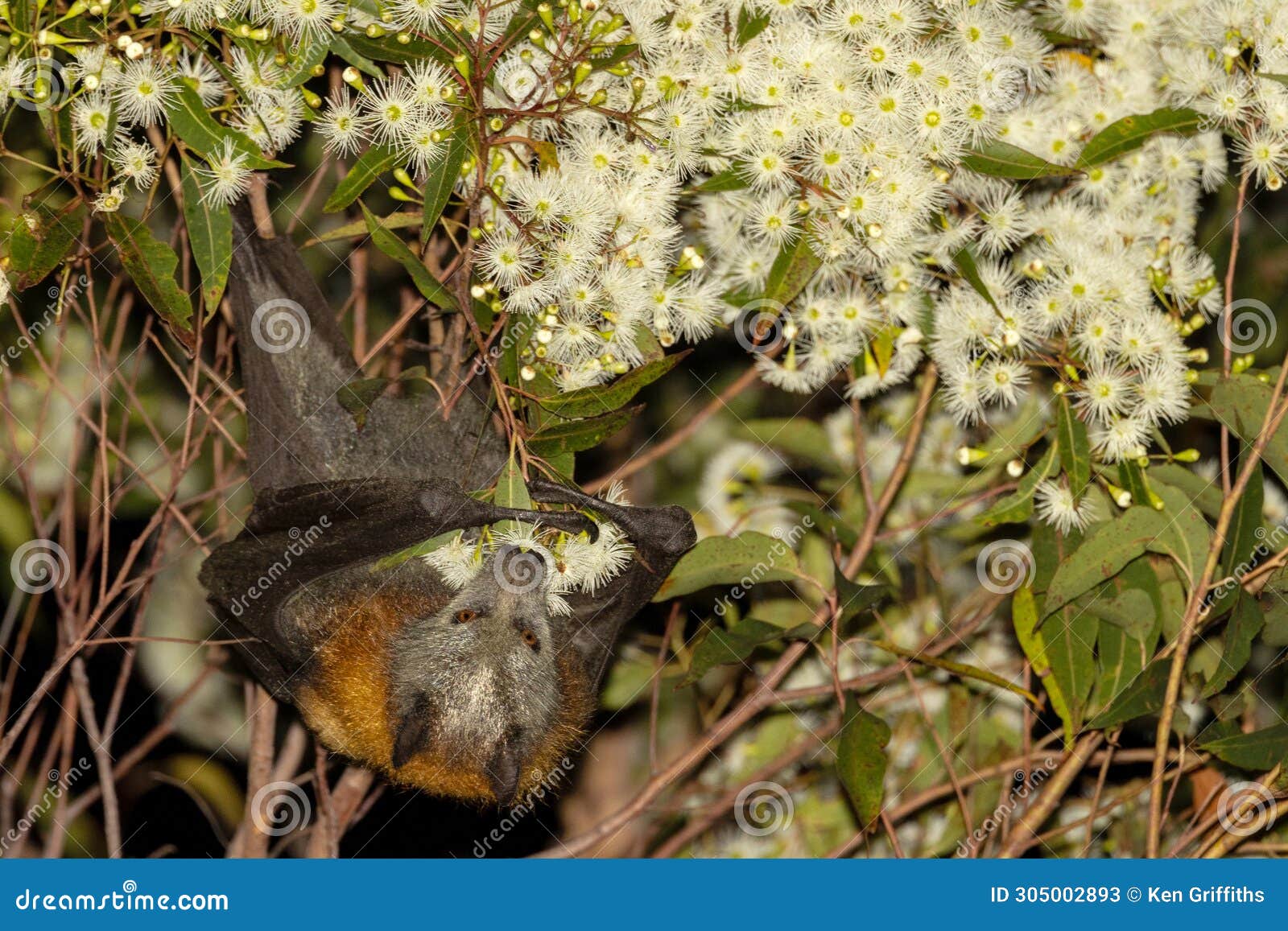 Grey-headed Flying fox stock image. Image of pollination - 305002893