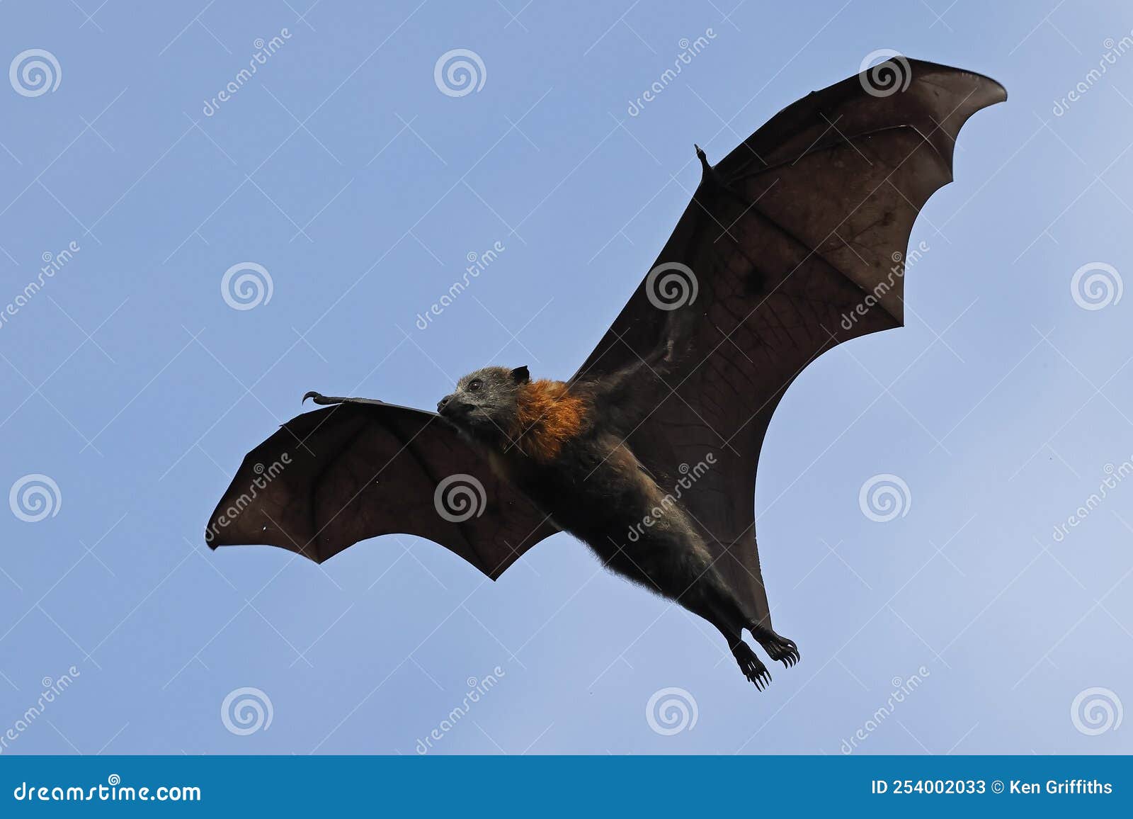 Australian Flying Fox Size