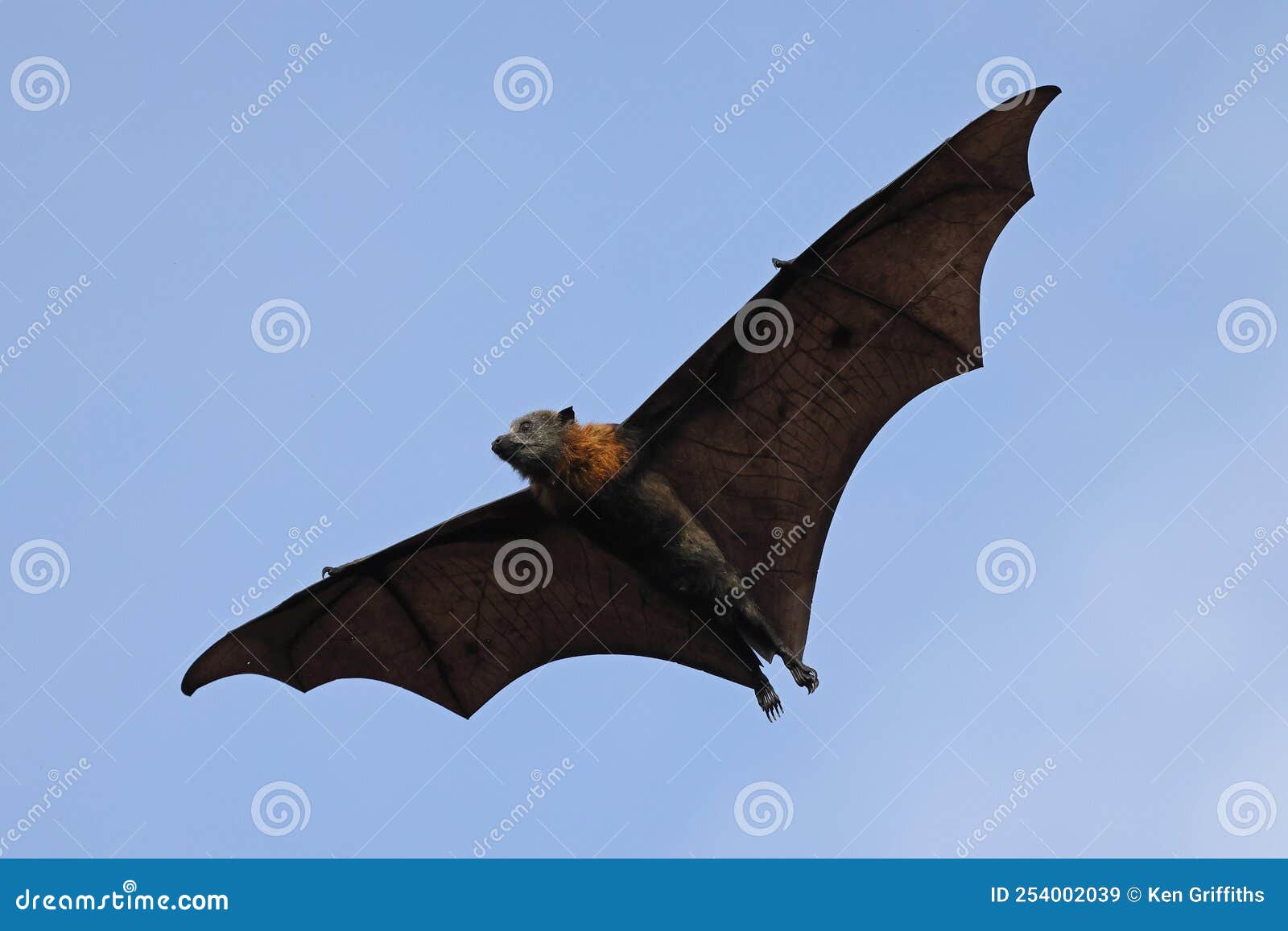 Australian Grey-headed Flying Fox Stock Image - Image of fruit, flight ...