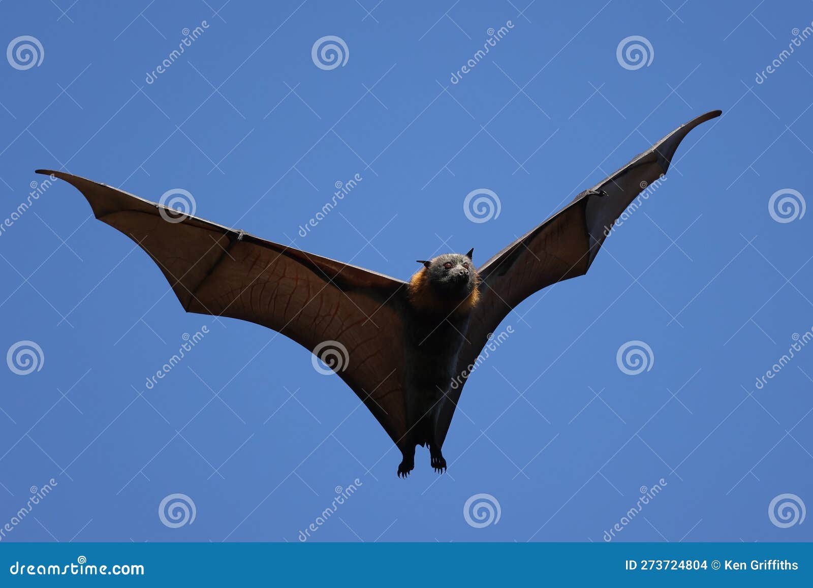 Australian Grey-headed Flying Stock Photo - Image of flying, flight ...