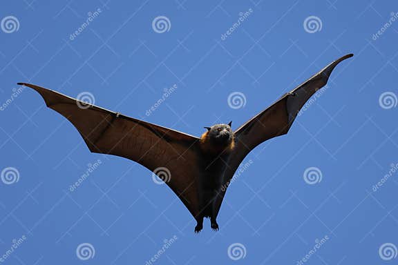 Australian Grey-headed Flying Stock Photo - Image of flying, flight ...
