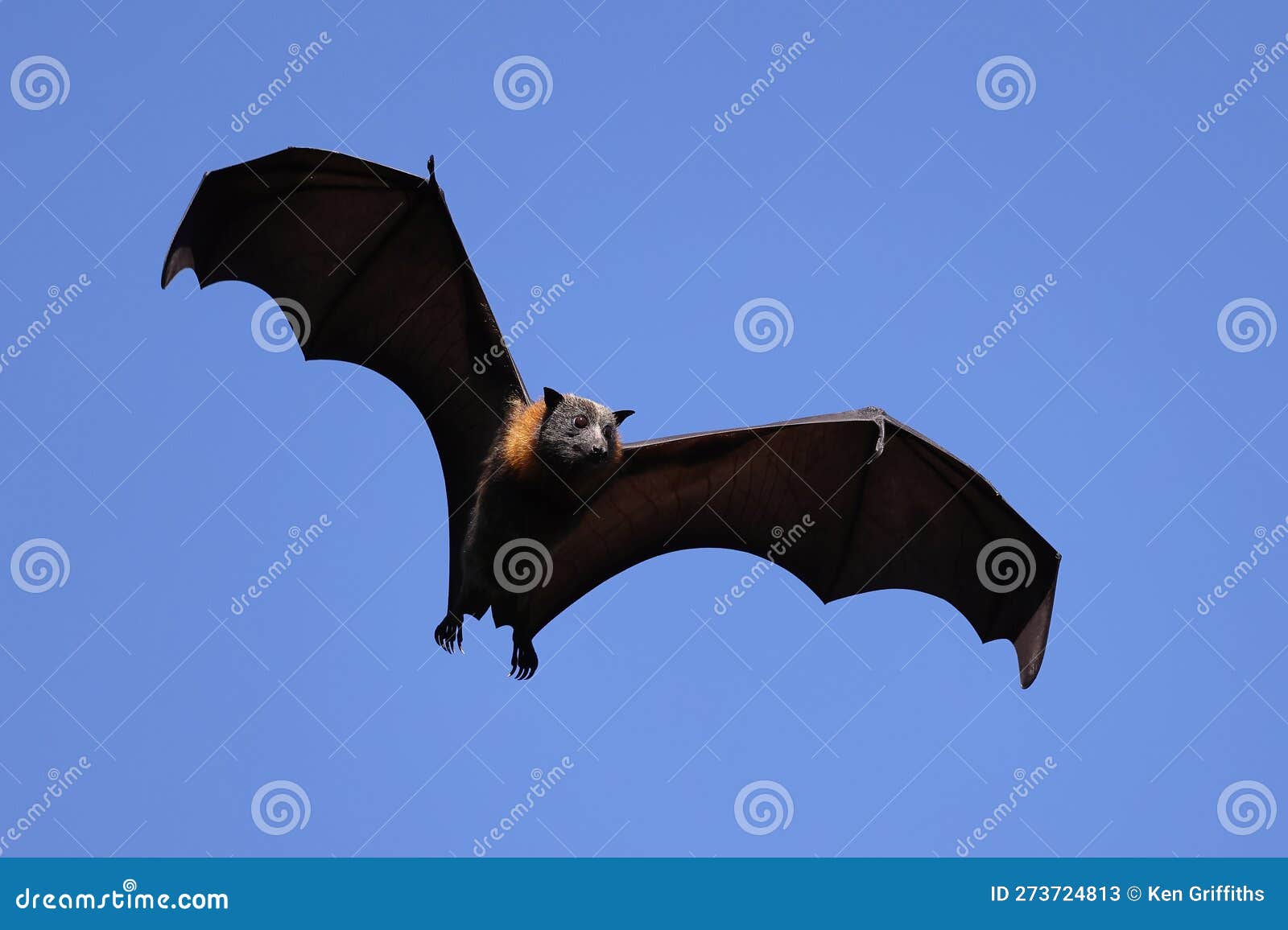 Australian Grey-headed Flying Stock Image - Image of flying, headed ...