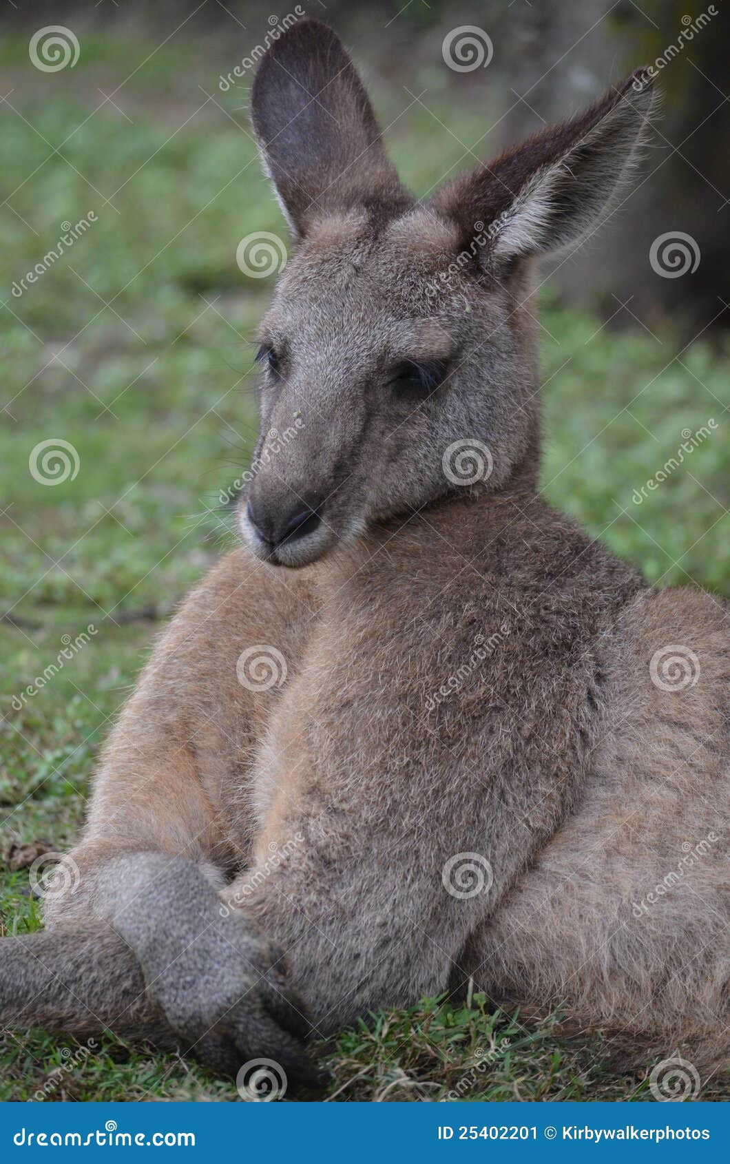 Australian Grey Kangaroo stock image. Image of australian - 25402201