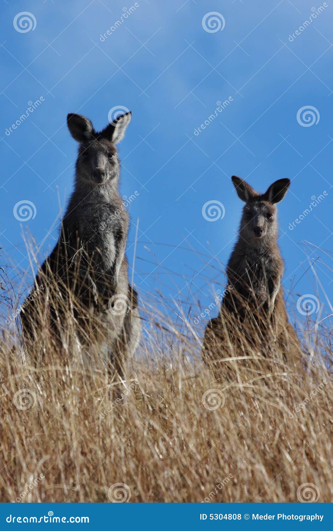 Australian Grey Kangaroo stock photo. Image of rock, downunder - 5304808
