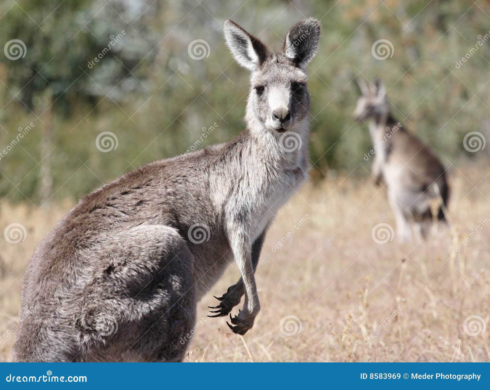 Australian Grey Kangaroo stock image. Image of national - 8583969