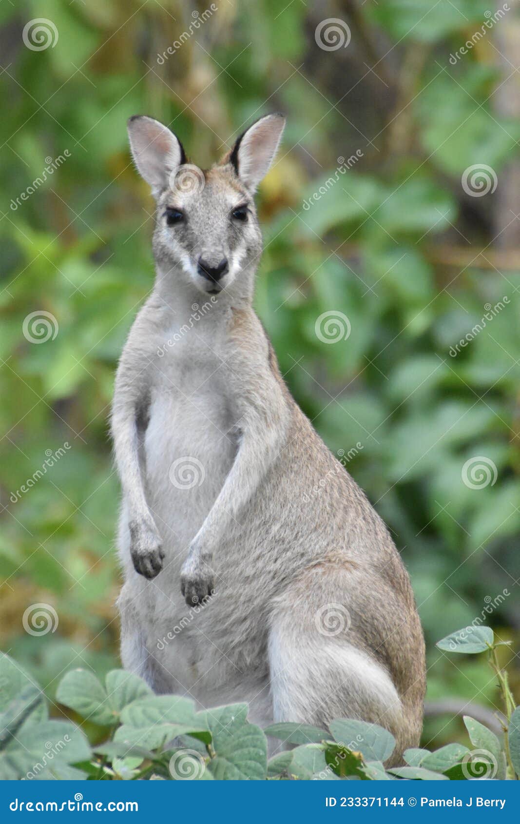 Kangaroo Sitting Upright in the Grass, Australia Stock Photo - Image of ...