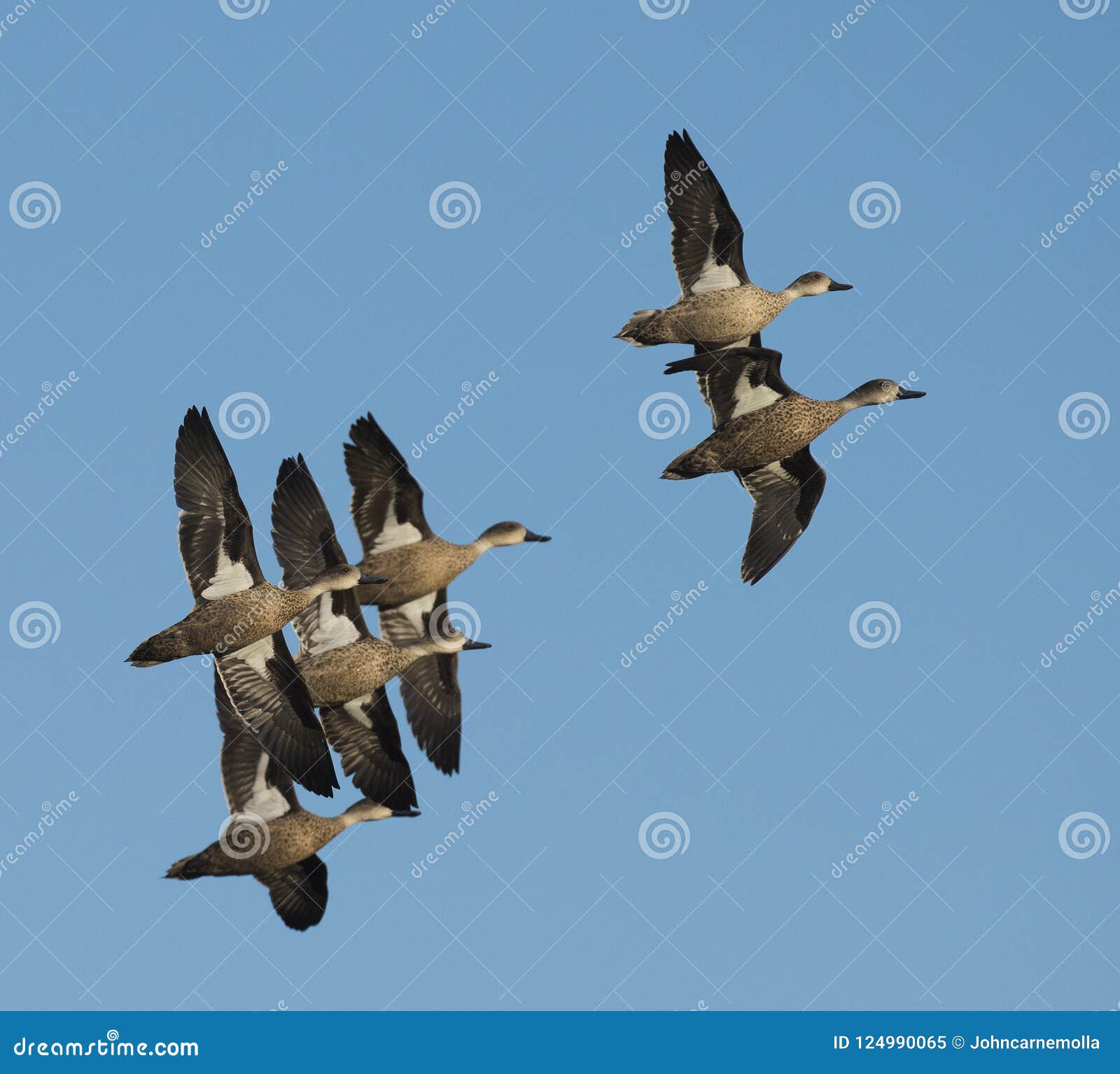 Australian grey teal flock stock image. Image of australia - 124990065