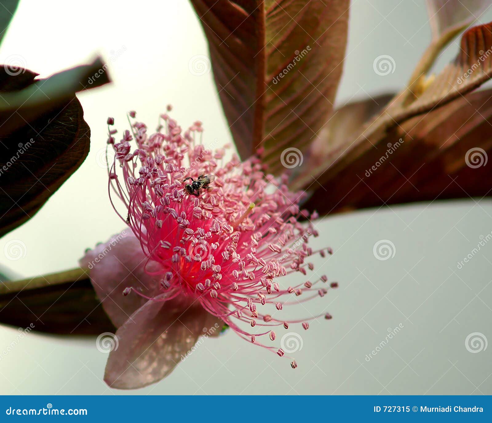 Australian Guava Flower stock image. Image of insects, green - 727315