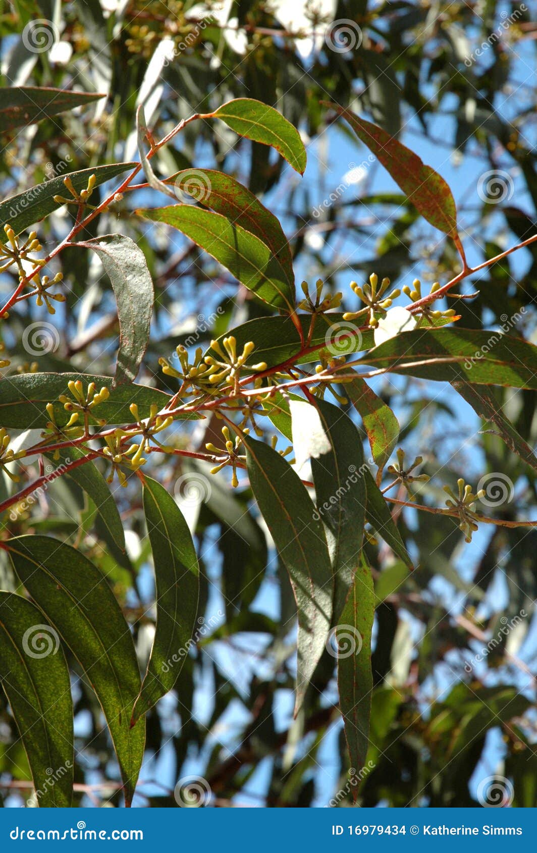 Australian Gum Leaves stock photo. Image of australia - 16979434