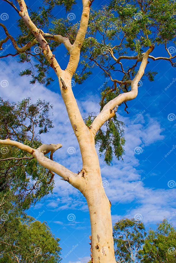 Australian Gum tree stock image. Image of australia, magpie - 1727787