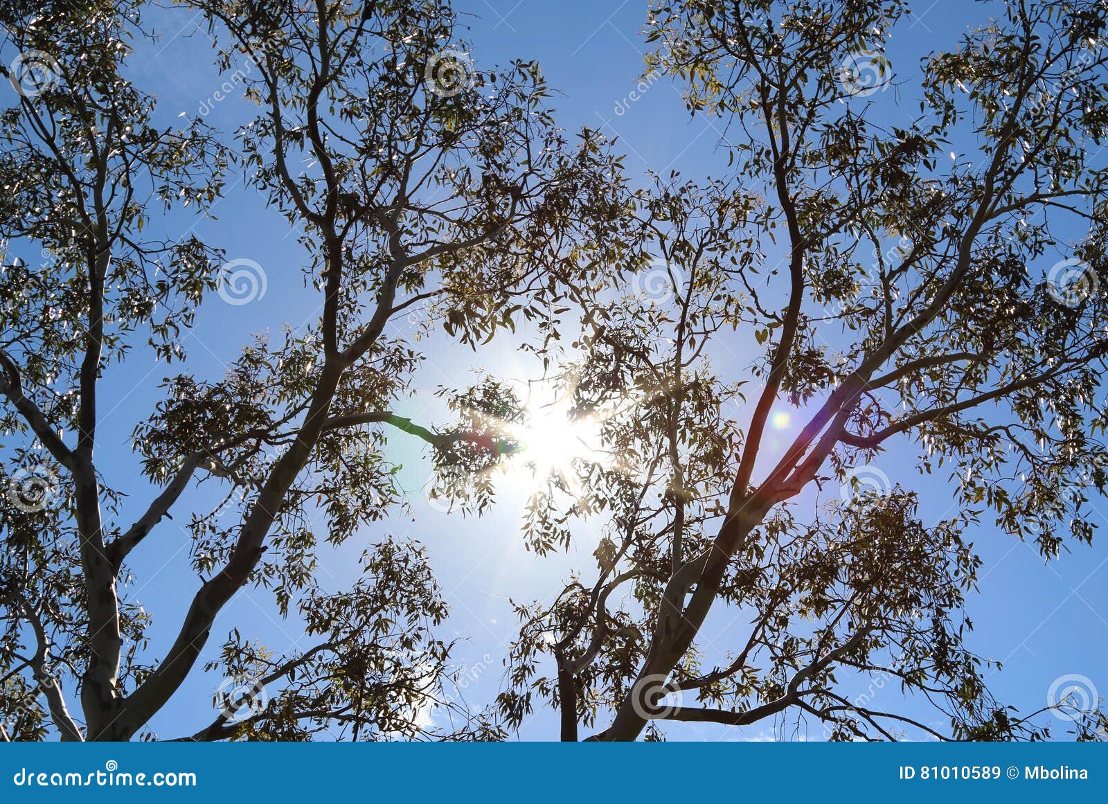 Australian Gum Tree Background Stock Image - Image of forest, bush ...