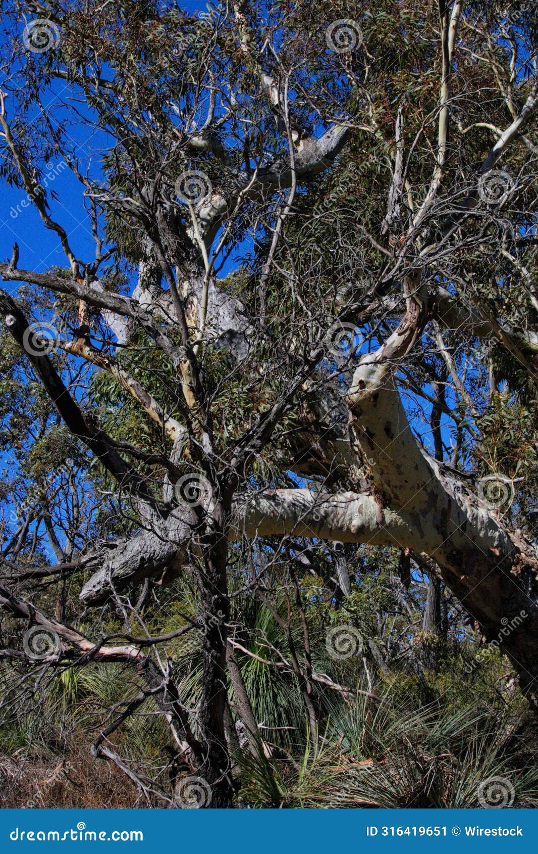 Australian Gum Tree in a Lush Forest Setting Stock Image - Image of ...