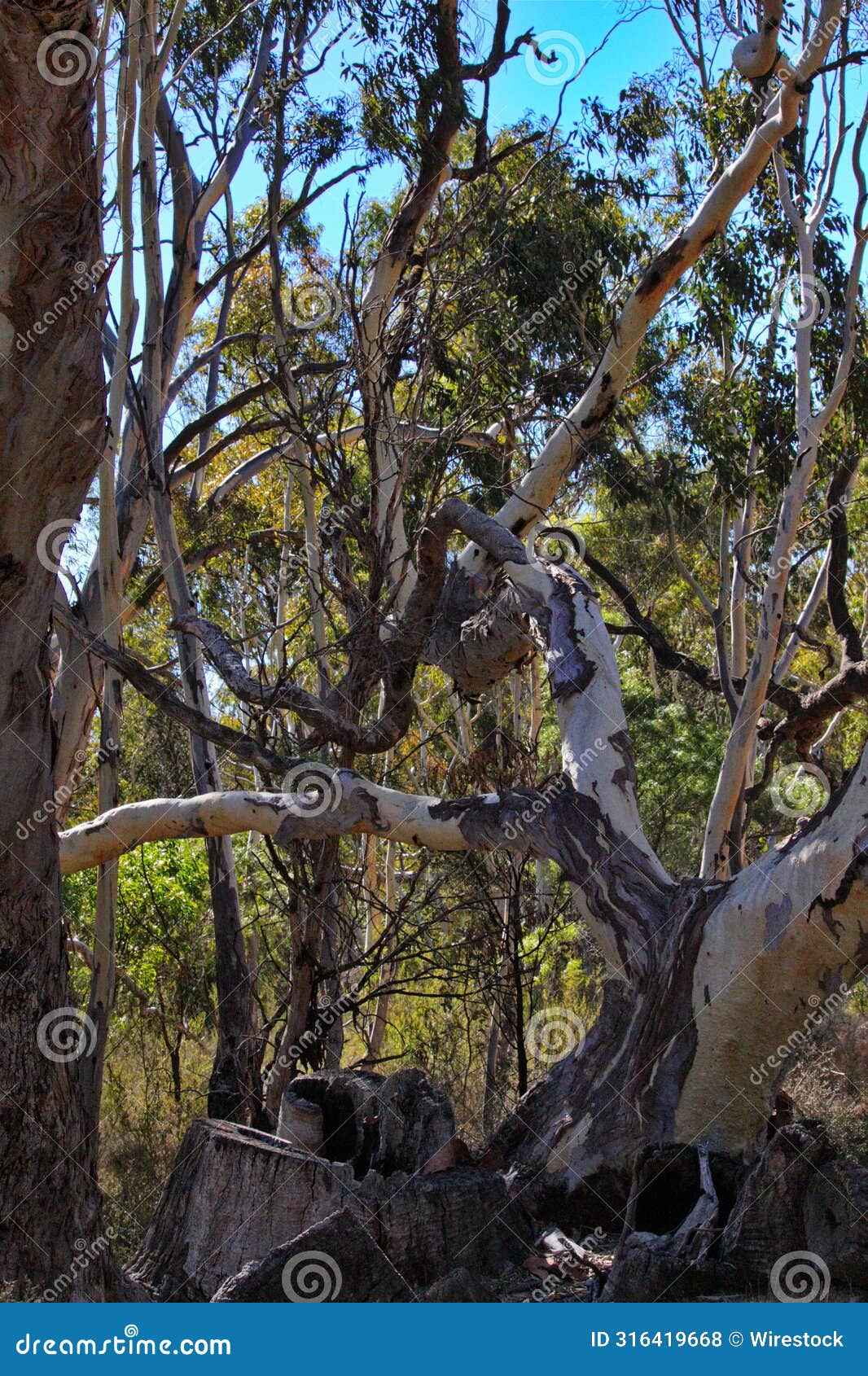 Australian Gum Tree in a Lush Forest Setting Stock Photo - Image of ...