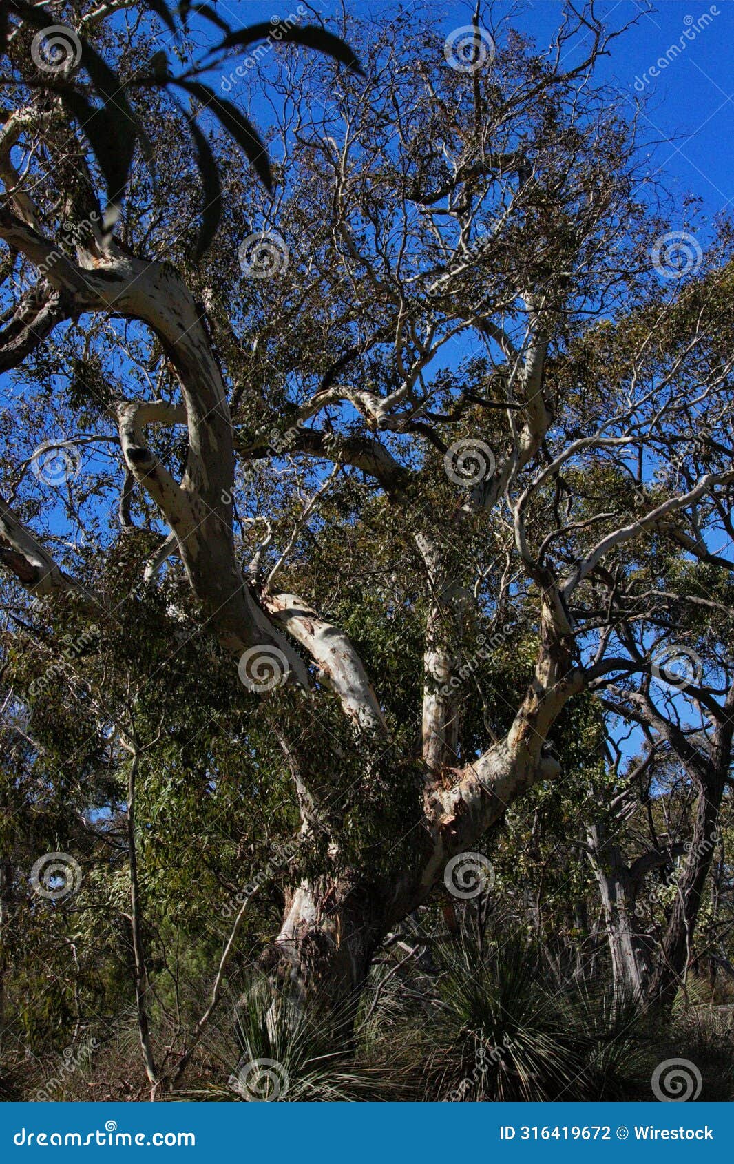 Australian Gum Tree in a Lush Forest Setting Stock Photo - Image of ...