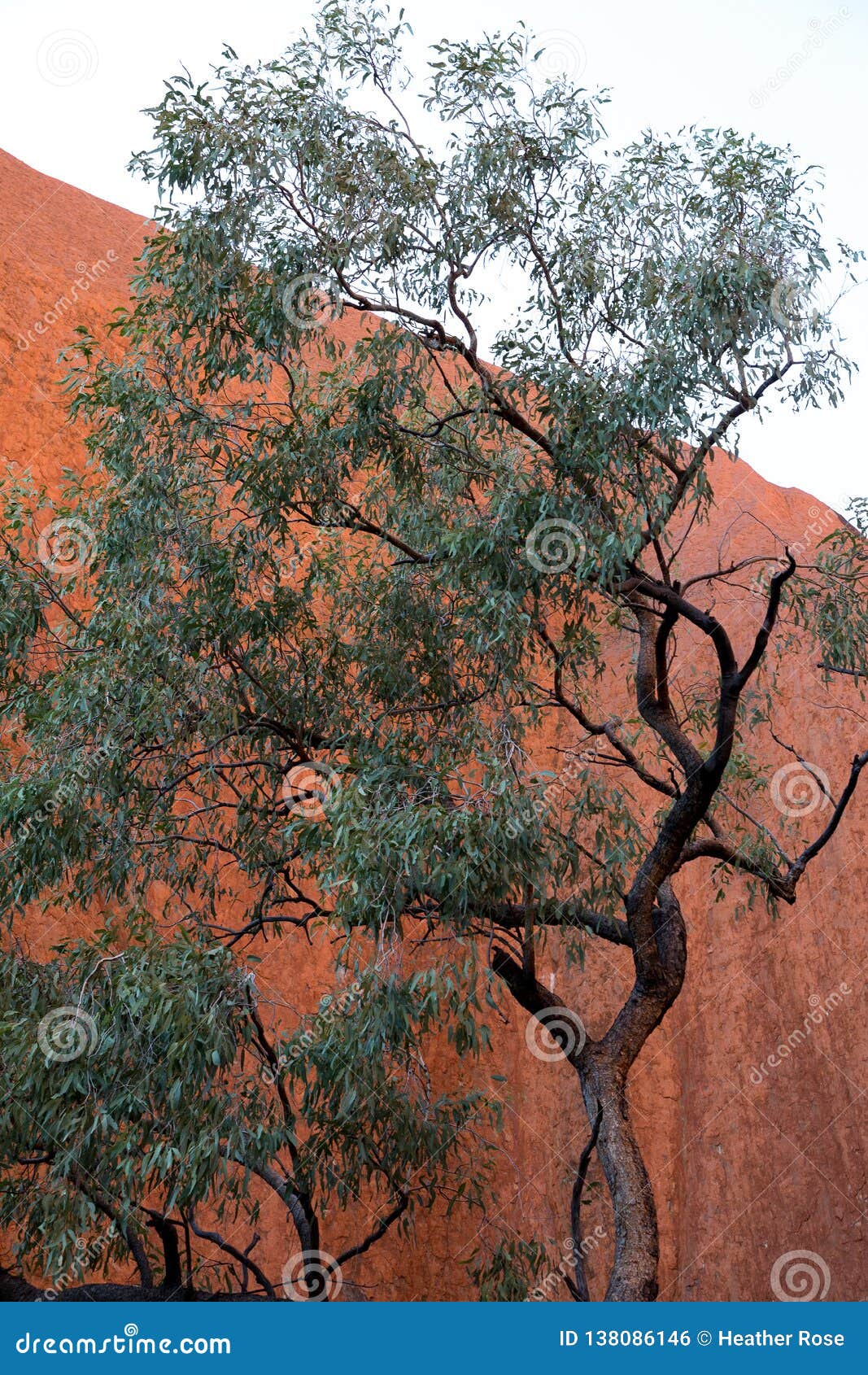Australian Gum Tree in Outback Stock Photo - Image of tree, northern ...
