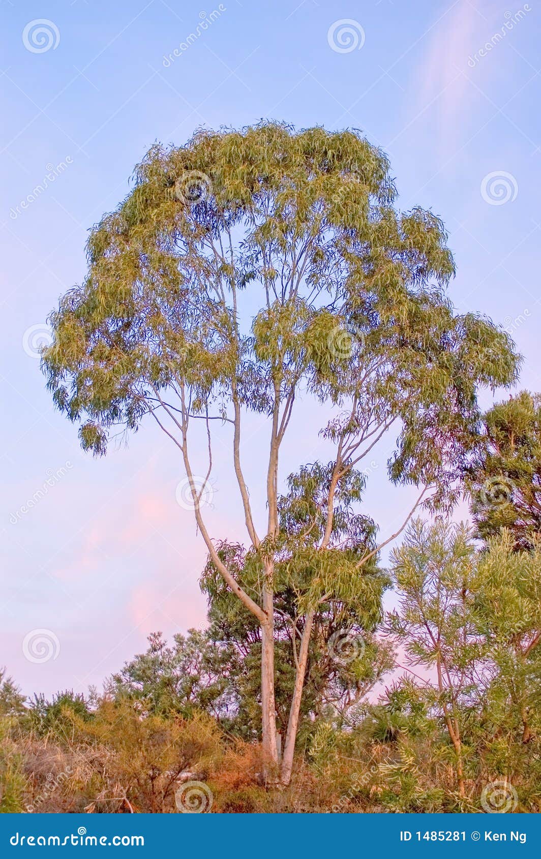 Australian Gum Tree during Sunset, Perth Australia Stock Image - Image ...