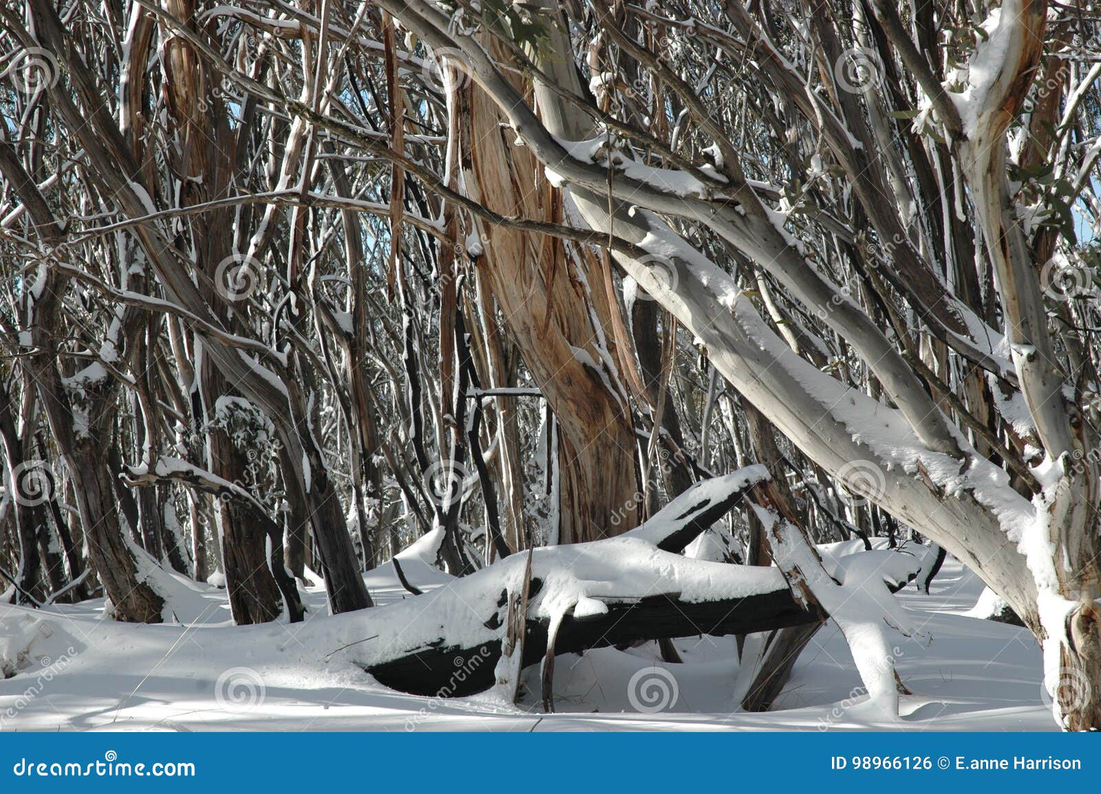 Australian Gum Trees in the Snow Stock Photo - Image of winter, closeup ...