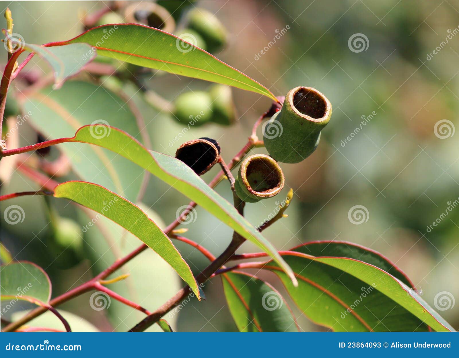 Australian Gumnuts on Eucalypt Tree. Stock Image - Image of wind ...