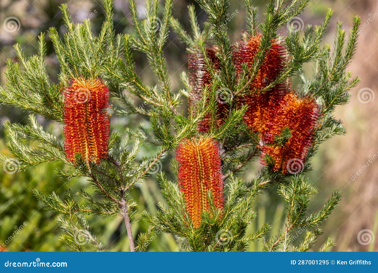 Australian Heath Banksia stock image. Image of tree - 287001295