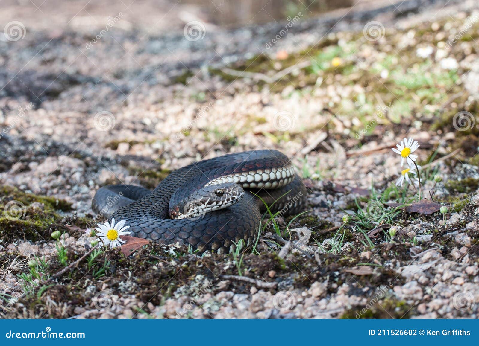 Australian Highlands Copperhead Stock Photo - Image of snake, close ...