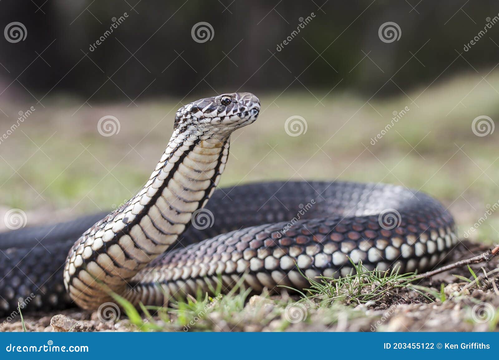 Australian Copperhead Snake Stock Image | CartoonDealer.com #3924235