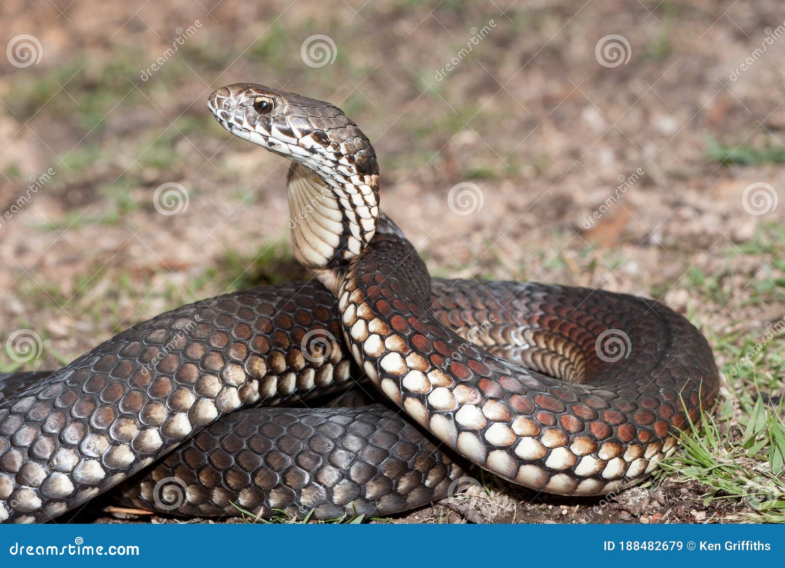 Australian Highlands Copperhead Snake Stock Photo | CartoonDealer.com ...