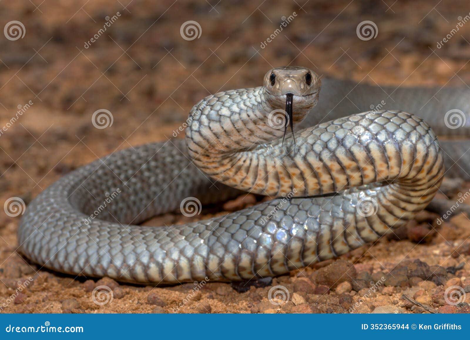 Australian Highly Venomous Eastern Brown Snake Stock Photo - Image of ...