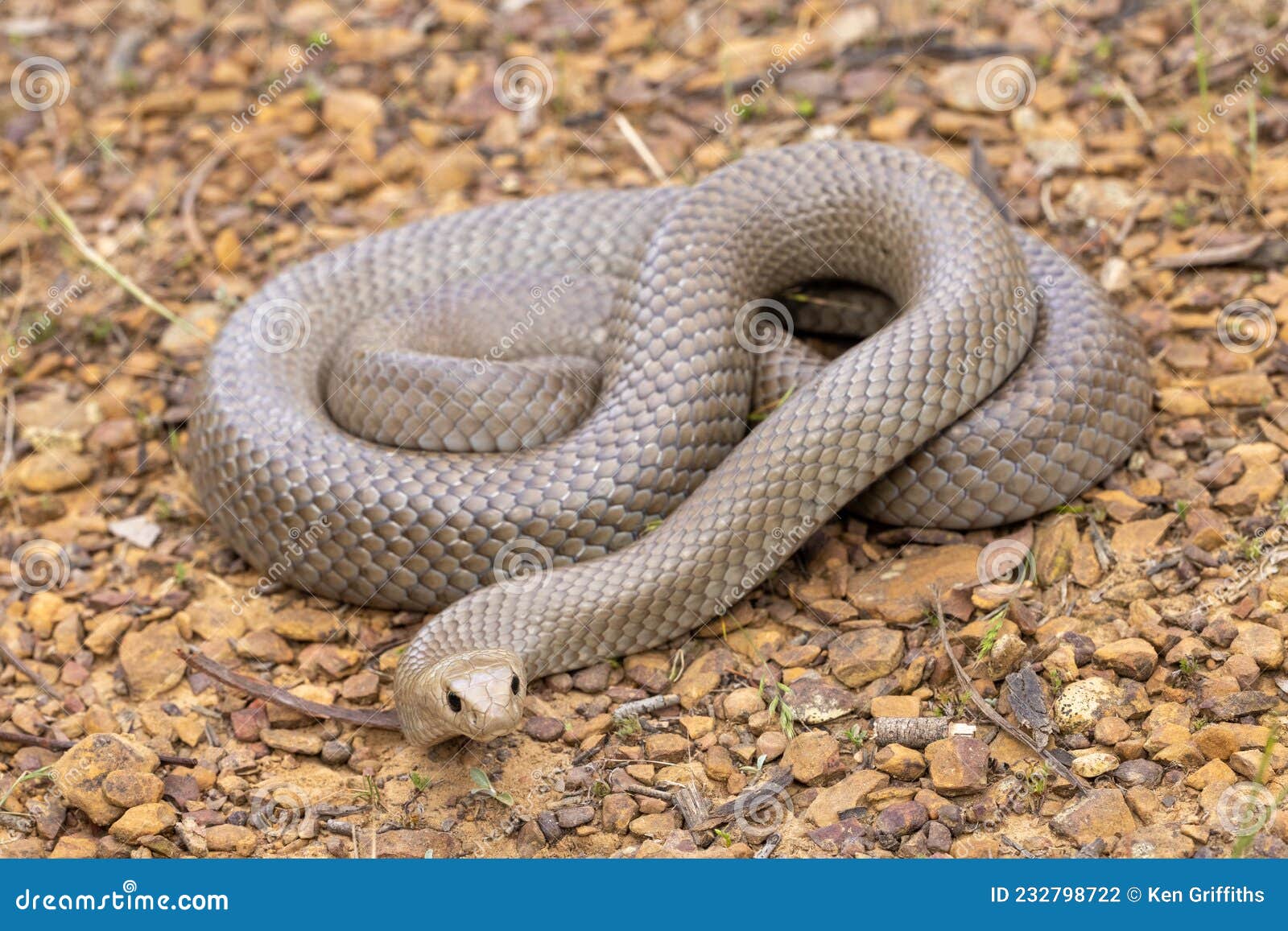 Non-venomous Eastern Fox Snake Pantherophis Vulpinus Also Known As A ...