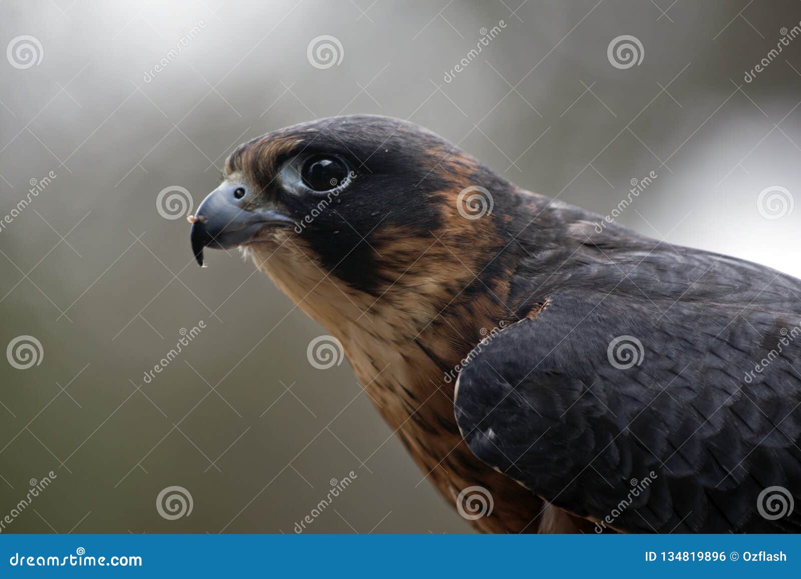Australian Hobby Falcon stock photo. Image of australian - 134819896