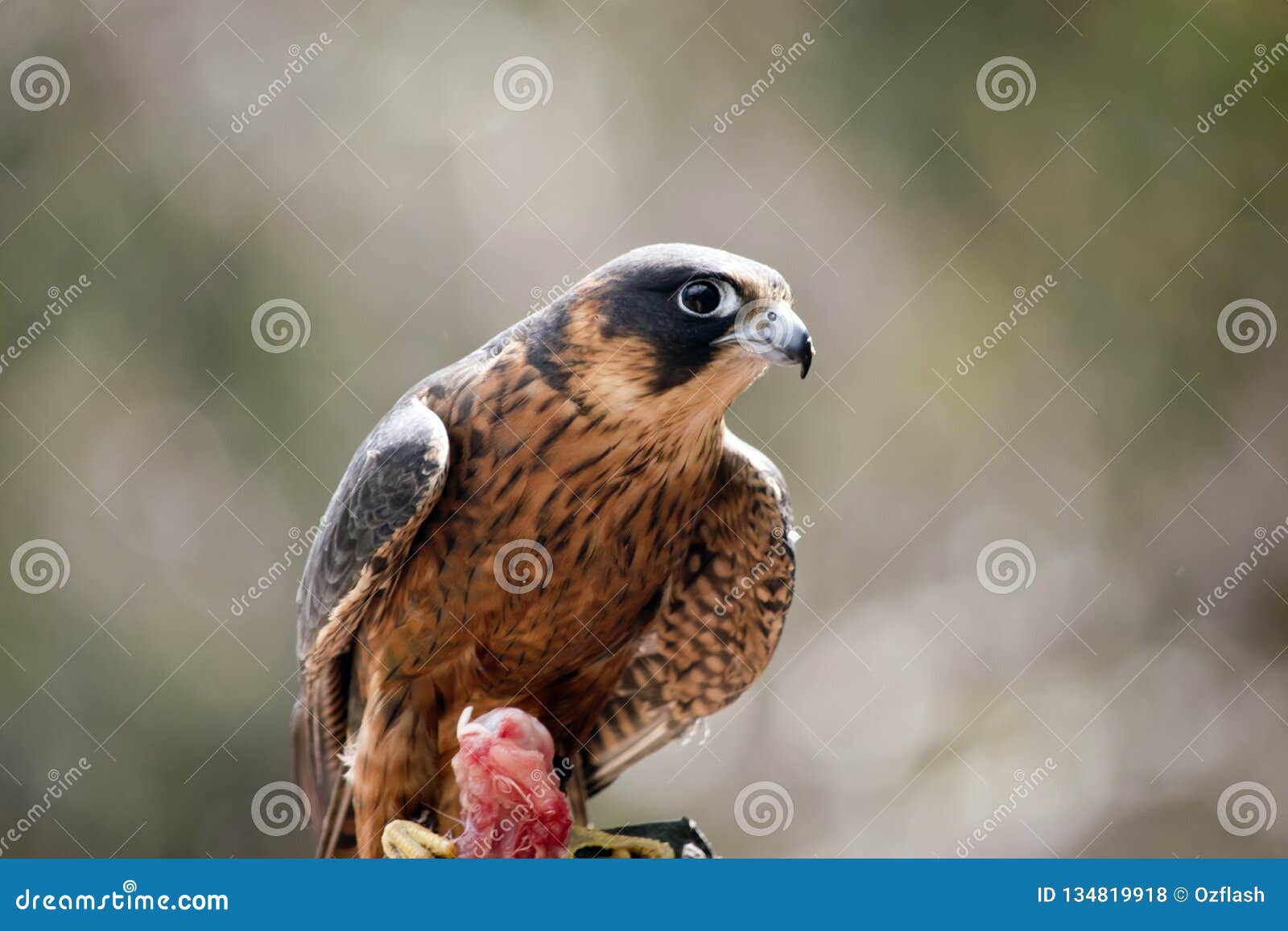 Australian Hobby Falcon stock photo. Image of fast, wildlife - 134819918