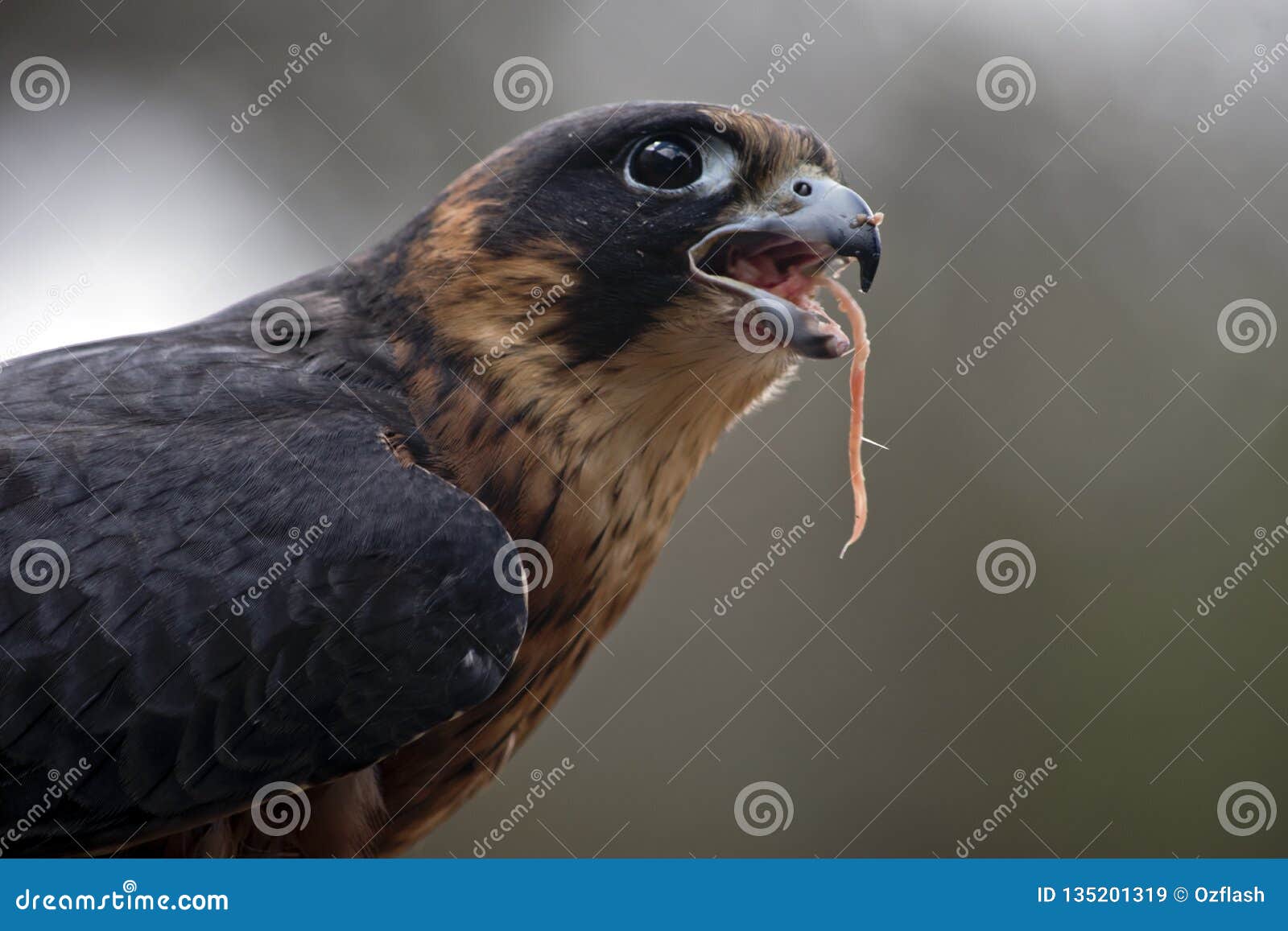 Australian Hobby Falcon stock image. Image of australian - 135201319