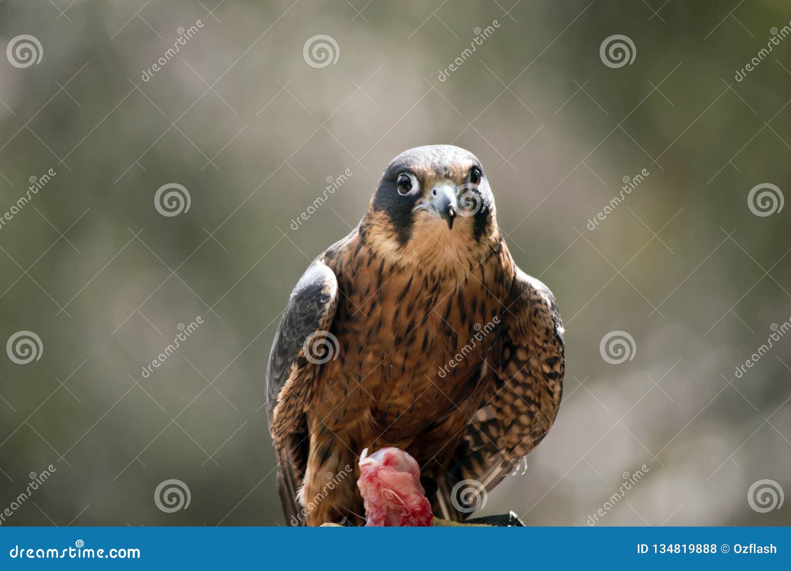 Australian Hobby Falcon stock photo. Image of beak, native - 134819888