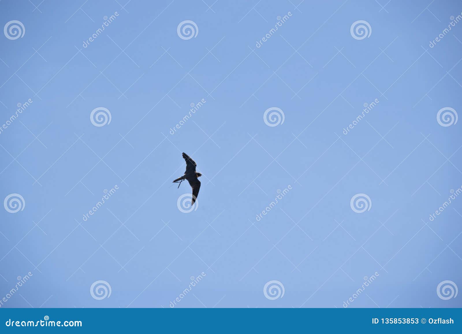 Australian Hobby Falcon stock image. Image of eyes, wildlife - 135853853